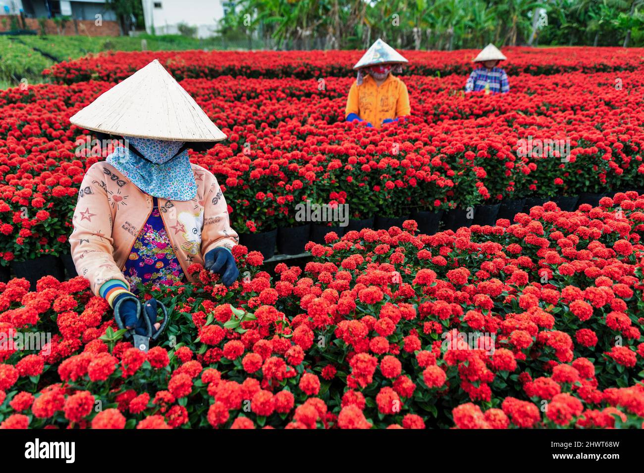 People are harvesting flowers in Sa Dec city, Dong Thap province ...