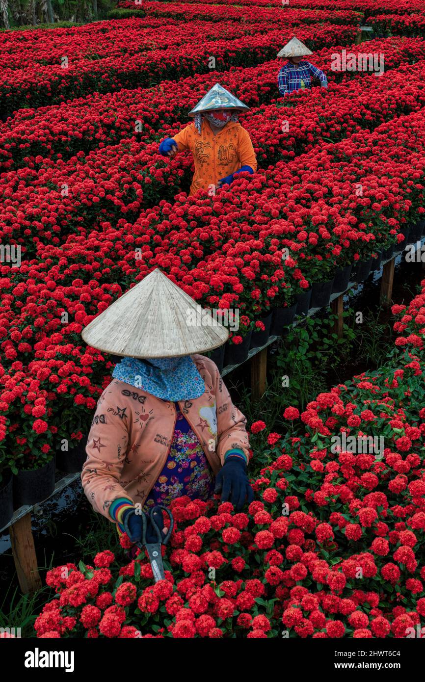 People are harvesting flowers in Sa Dec city, Dong Thap province ...