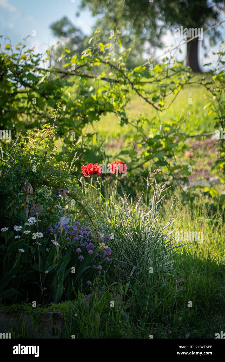 Pink flowers peonies flowering background pink peonies. Peonies garden ...