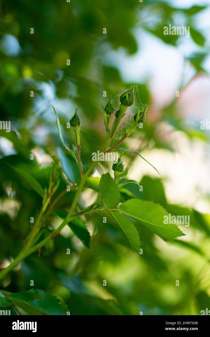 Spider mites on the roses. Diseases of the plants Stock Photo - Alamy