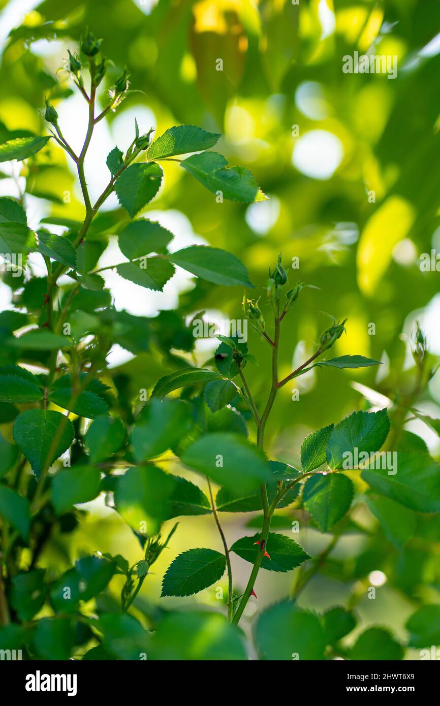 Spider mites on the roses. Diseases of the plants Stock Photo - Alamy