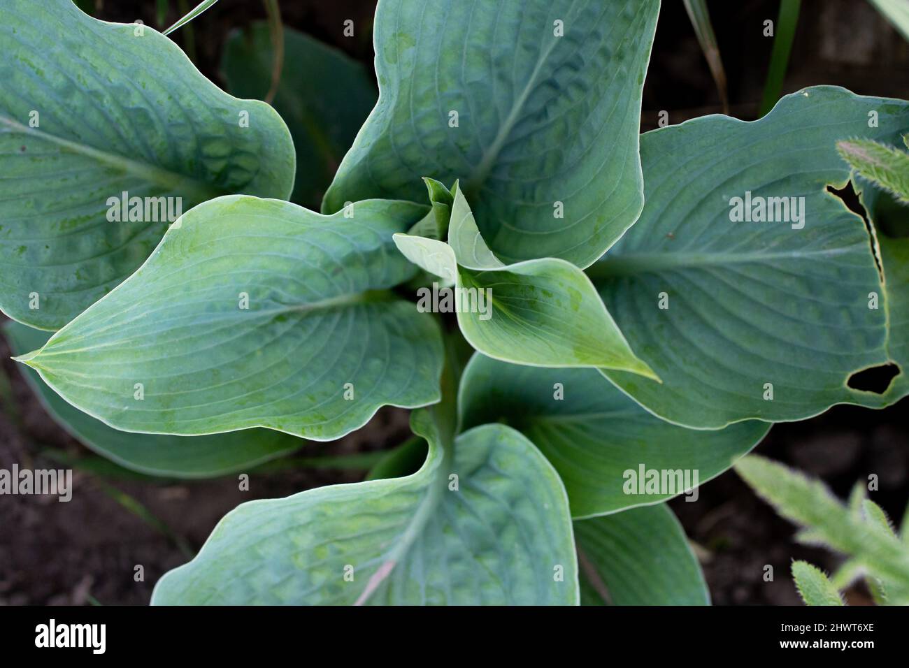Hosta plant in the garden. Large green leaves hosta. green leaves ...