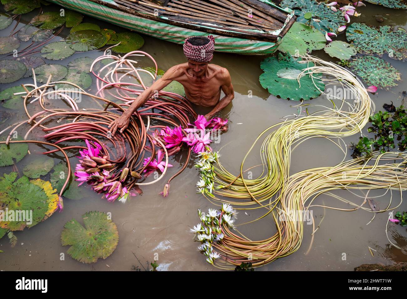 Old man vietnamese picking up the beautiful pink lotus in the lake at ...