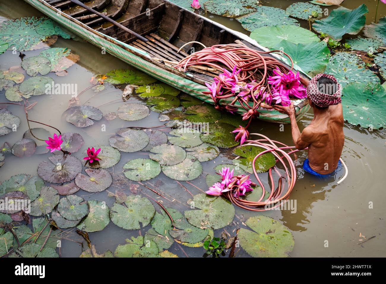 Old man vietnamese picking up the beautiful pink lotus in the lake at ...