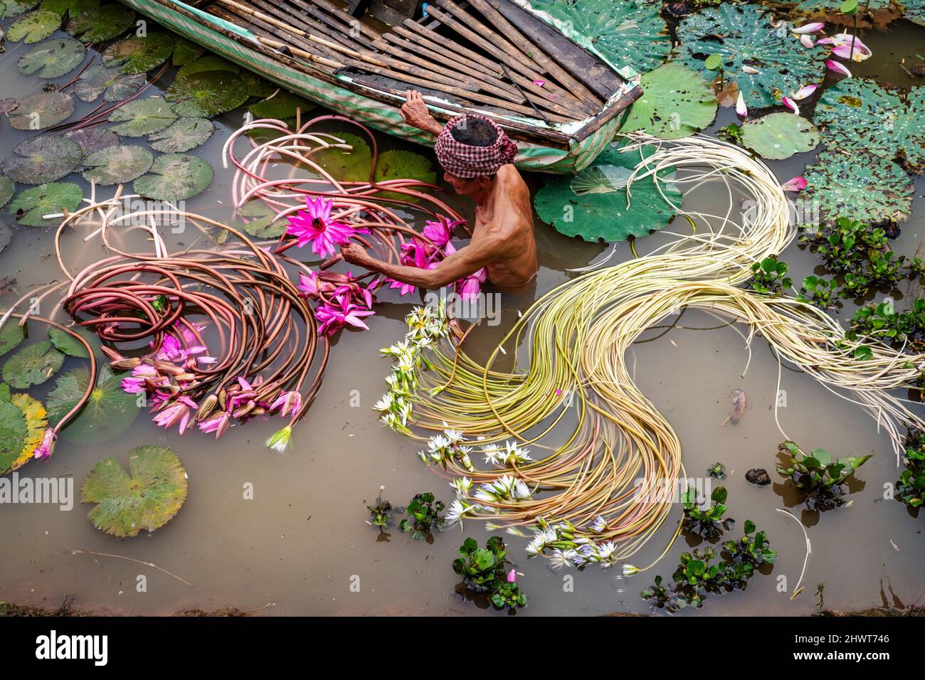 Old man vietnamese picking up the beautiful pink lotus in the lake at ...