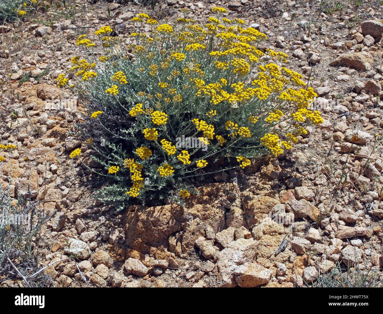 Sardinia, Gallura, Helichrysum Italicum Typical plant of Mediterranean ...