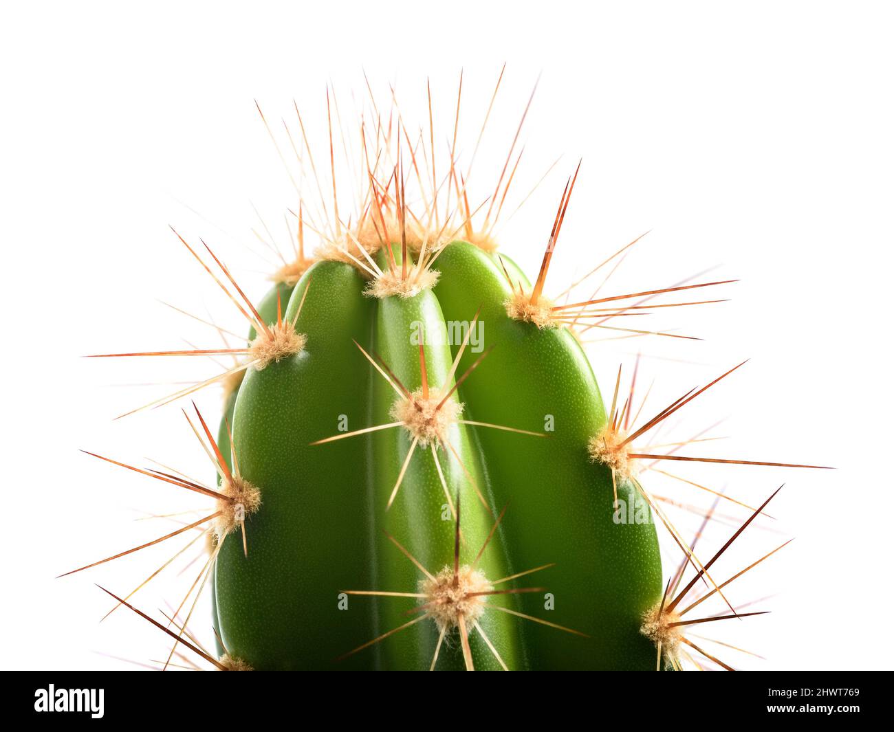 Cactus branch isolated on white background Stock Photo - Alamy