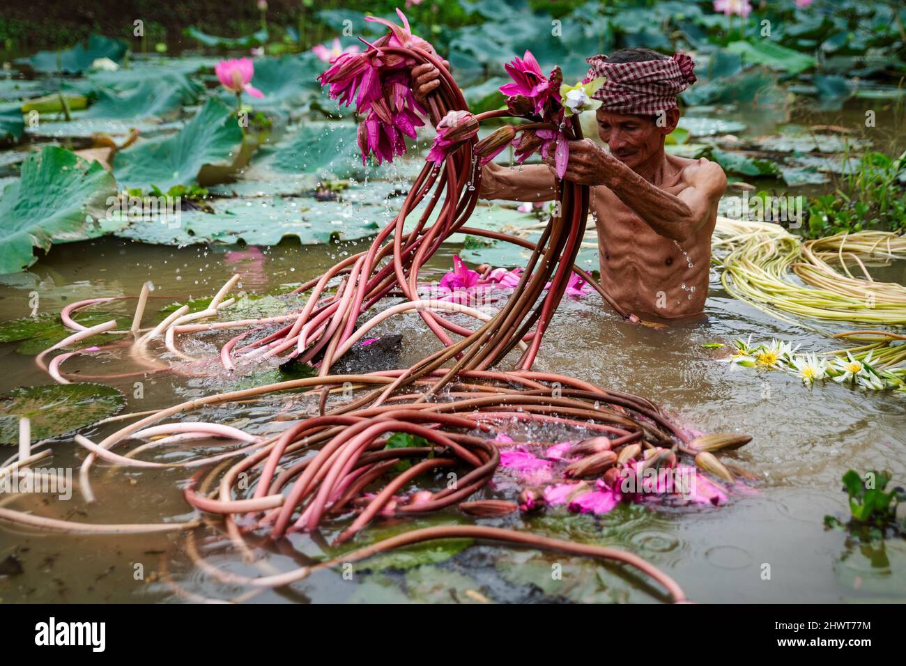 Old man vietnamese picking up the beautiful pink lotus in the lake at ...