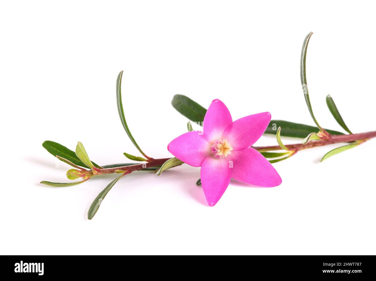 Pink waxflower sprig isolated on white background Stock Photo - Alamy