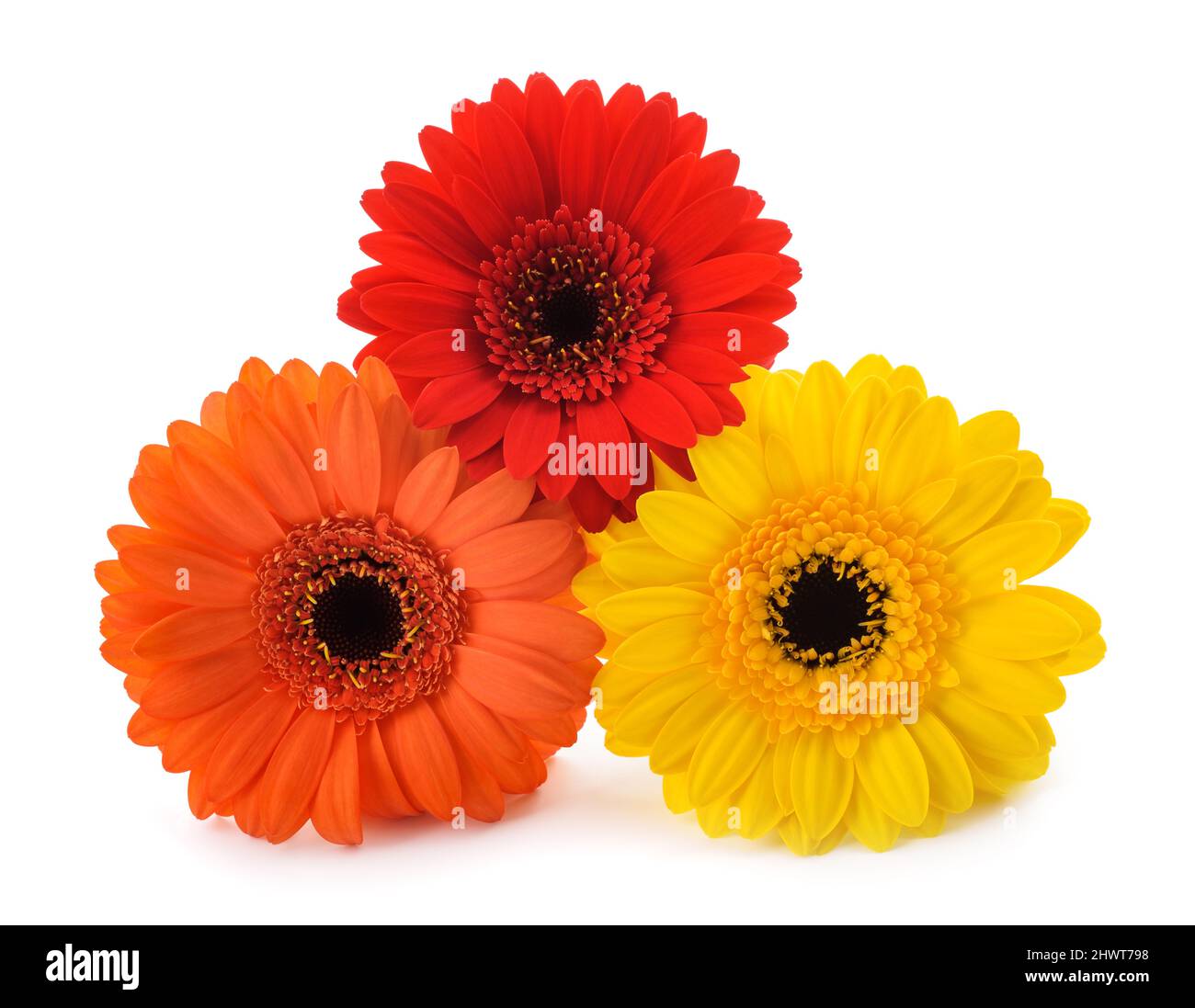 Beautiful orange yellow daisy flowers Cut Out Stock Images & Pictures ...