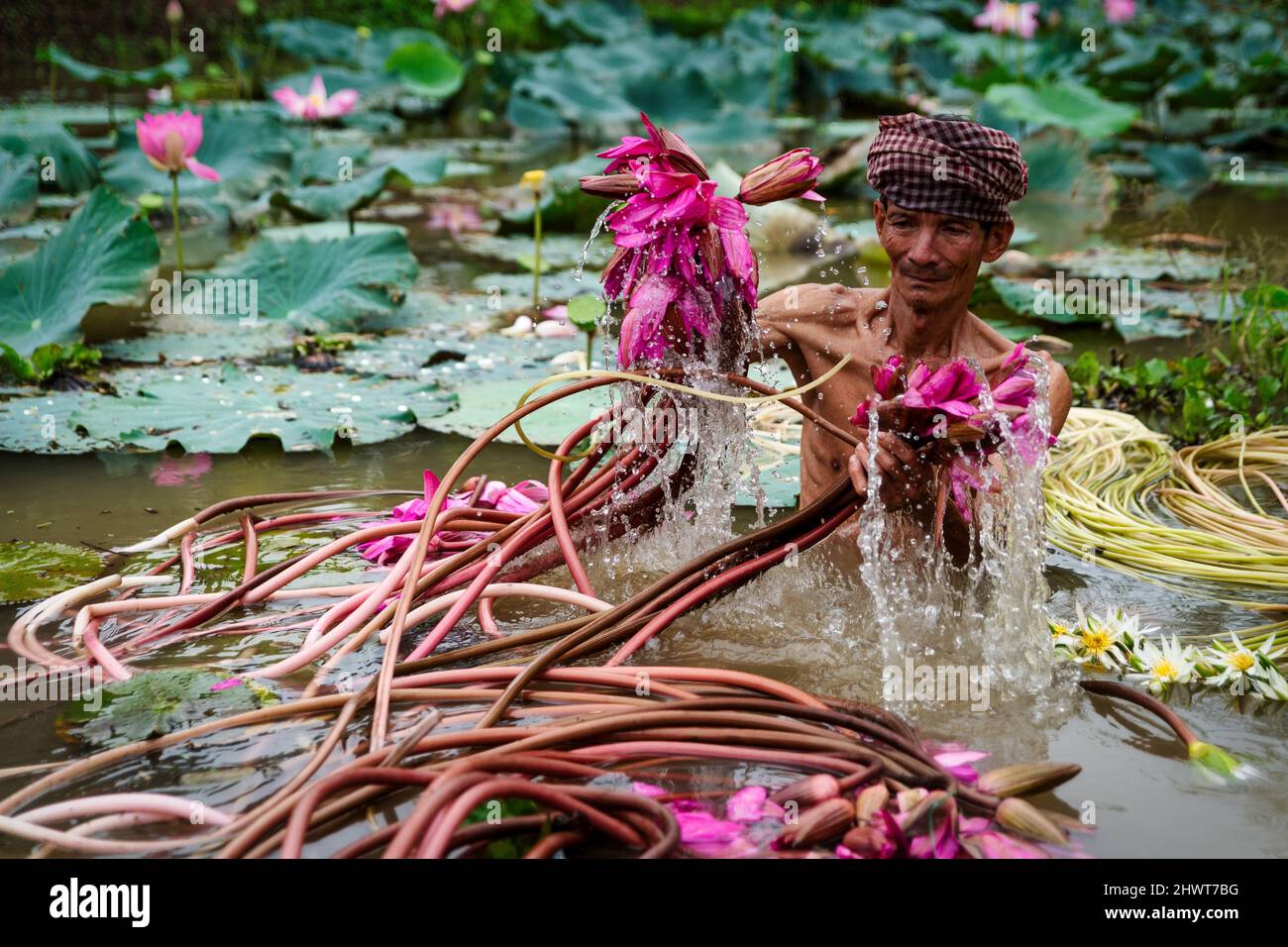 Old man vietnamese picking up the beautiful pink lotus in the lake at ...