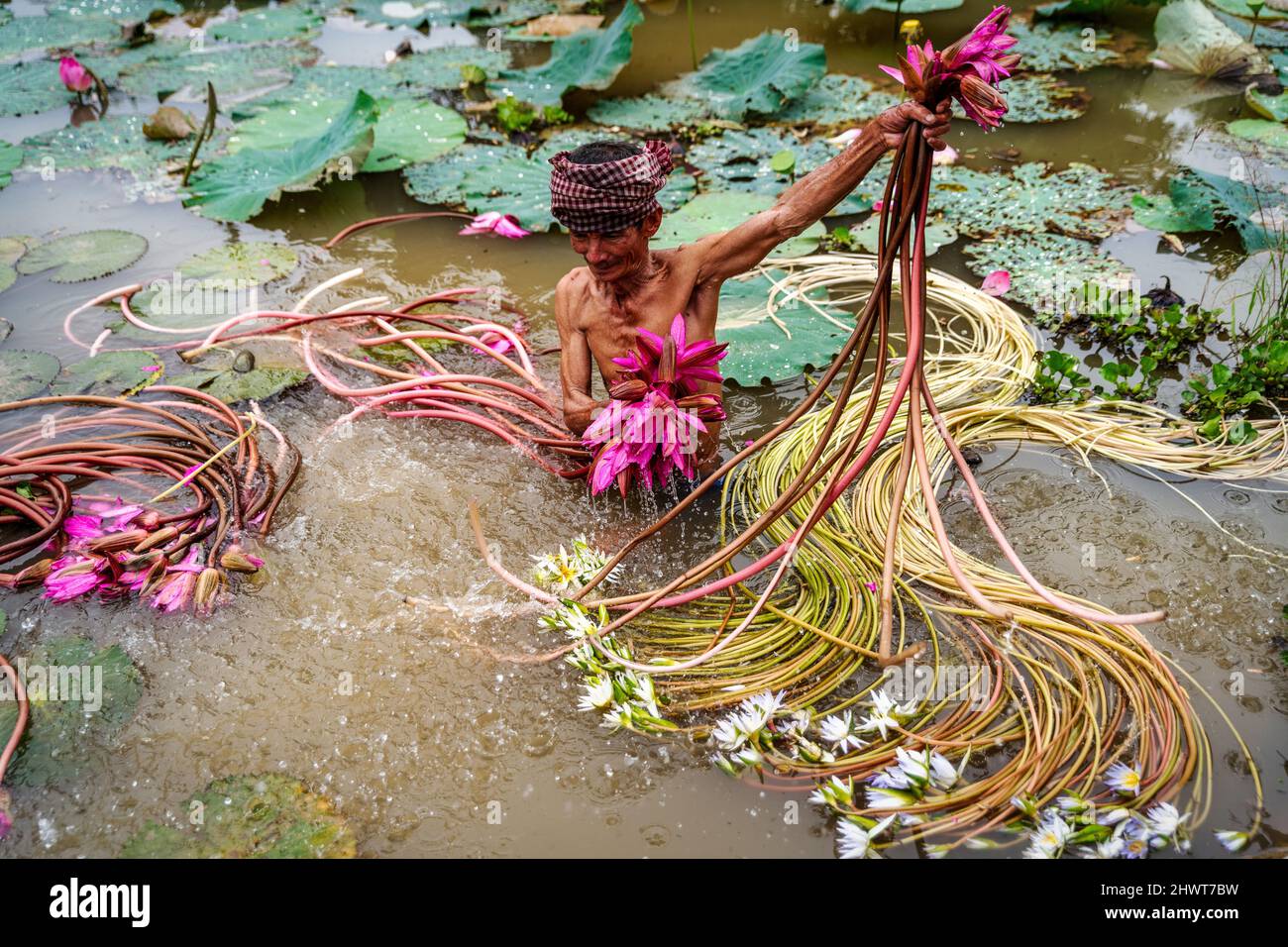 Old man vietnamese picking up the beautiful pink lotus in the lake at ...