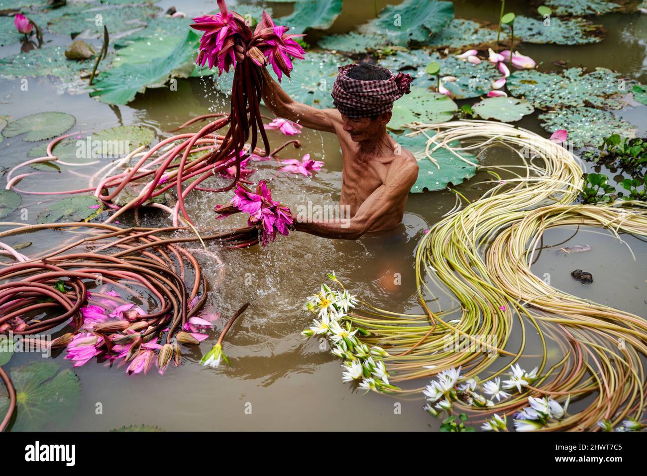 Old man vietnamese picking up the beautiful pink lotus in the lake at ...