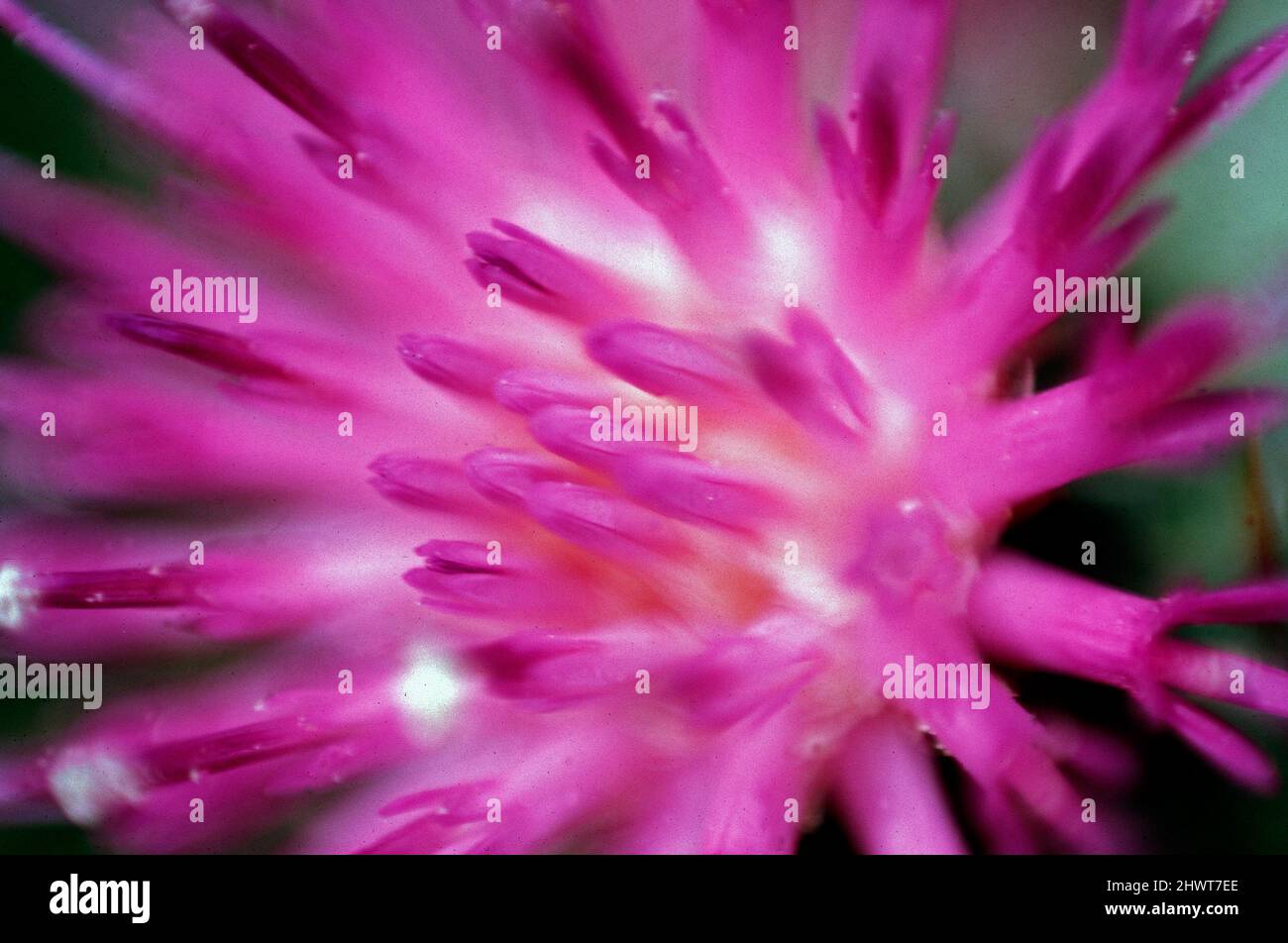Silybum marianum close-up Stock Photo - Alamy