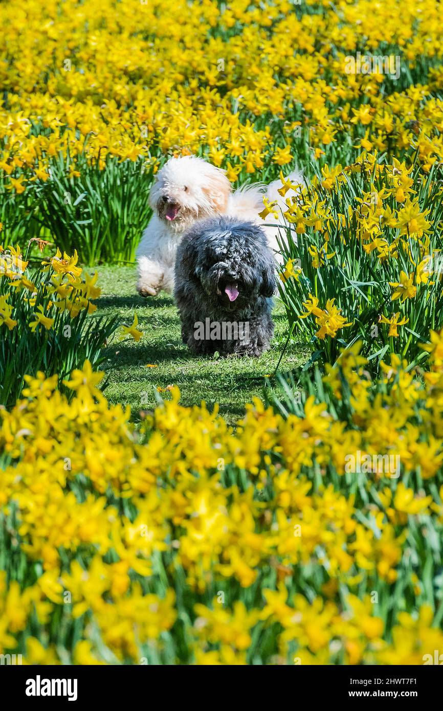 London, UK. 7th Mar, 2022. People and their dogs enjoy the Daffodils ...