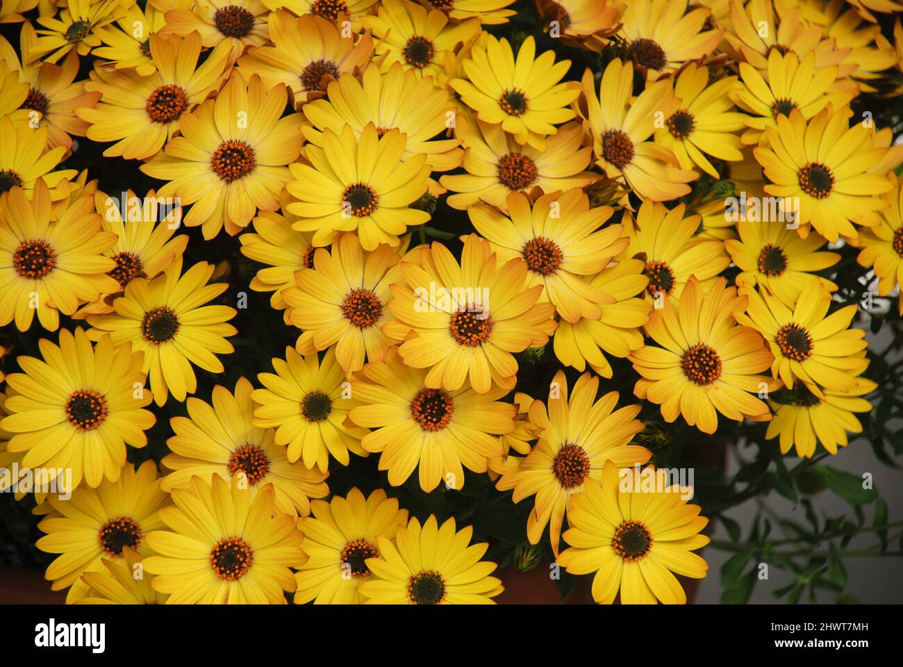 Yellow osteospermum or dimorphotheca flowers in the flowerbed, yellow ...