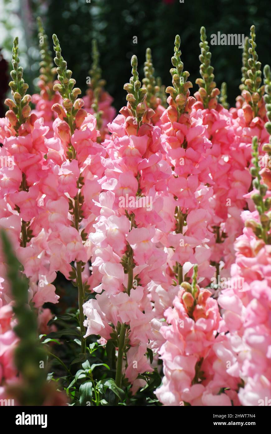 Common snapdragon pink flower hi-res stock photography and images - Alamy