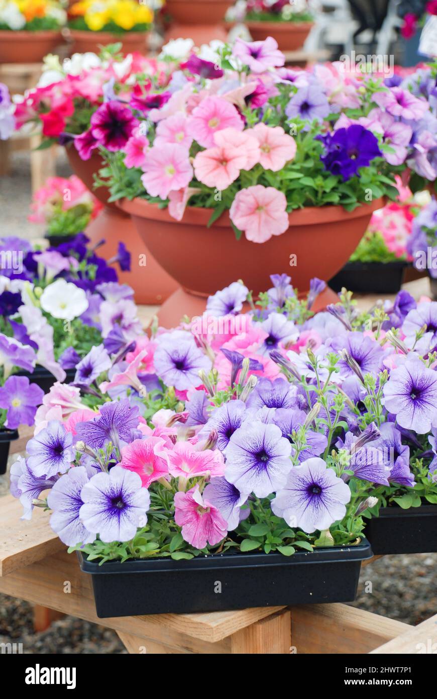 Multi flora petunias in hi-res stock photography and images - Alamy
