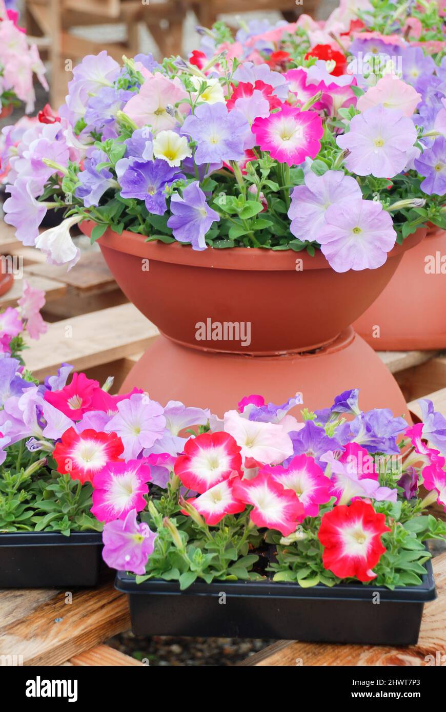 Petunia, Petunias in the tray,Petunia in the pot, multi-color petunia ...