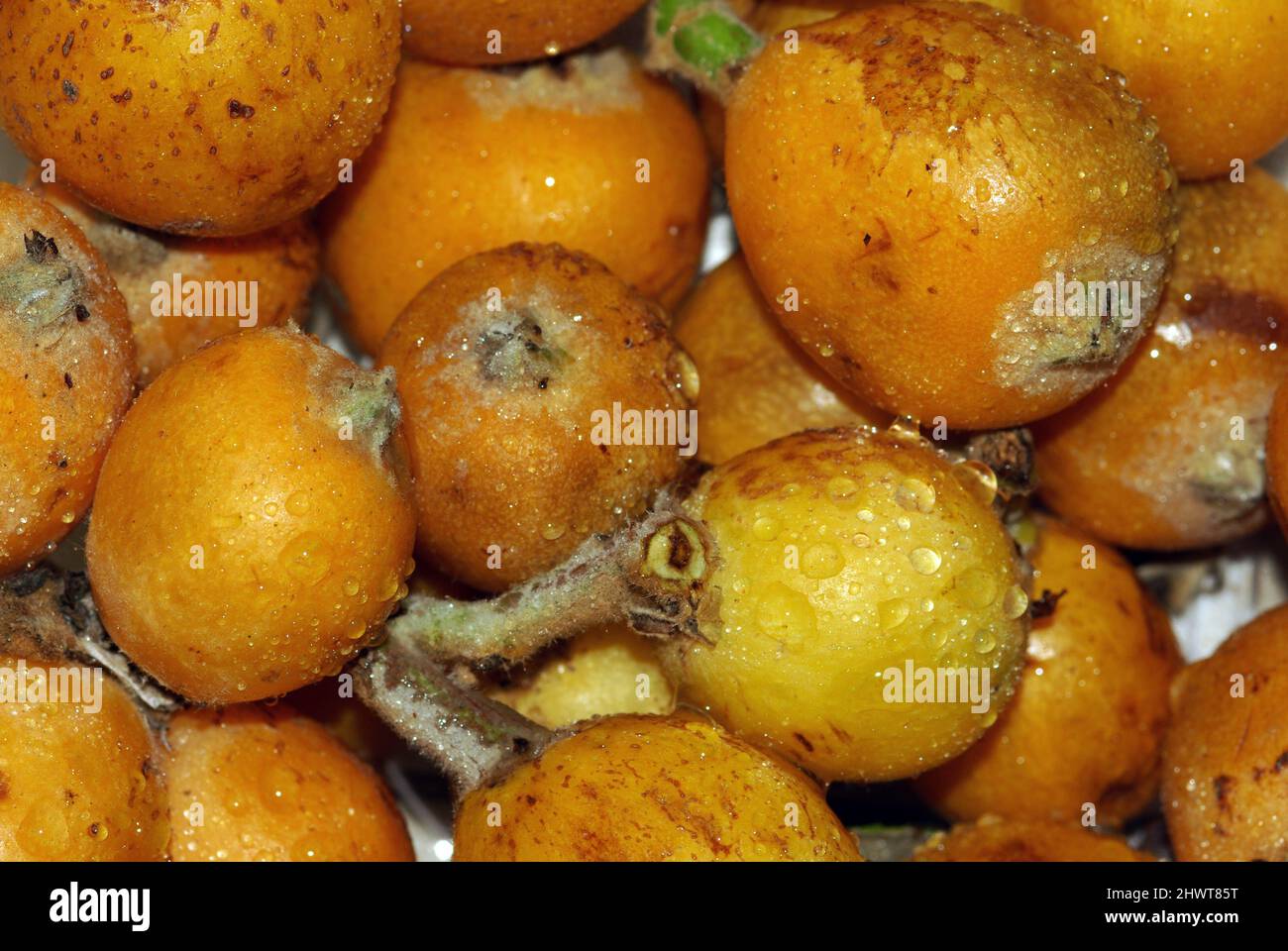 Fresh medral close-up Stock Photo - Alamy