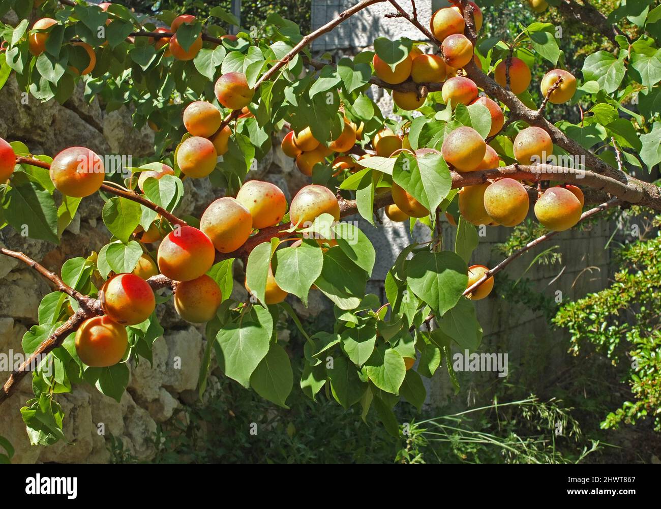 Apricots fruis in nature Stock Photo - Alamy