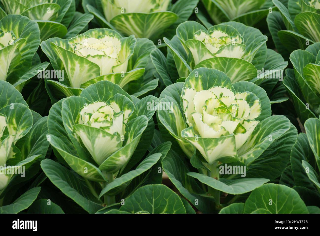Ornamental cabbage winter hi-res stock photography and images - Alamy
