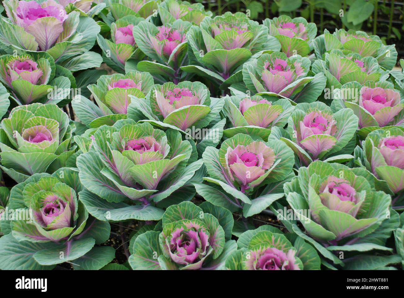 Ornamental cabbage winter hi-res stock photography and images - Alamy