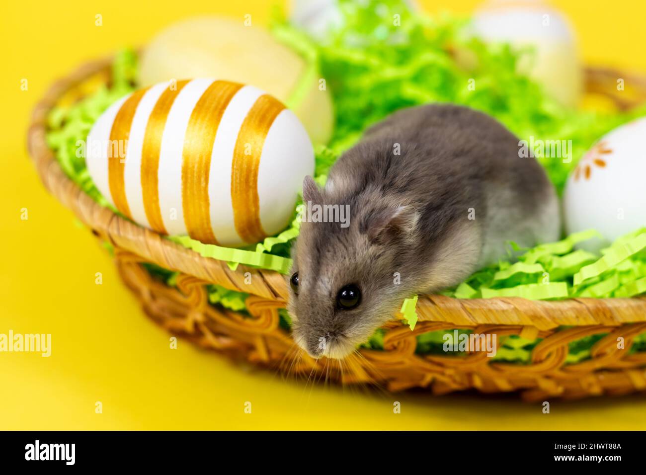 Dzungarian hamster in a basket with colored eggs on a green paper base ...