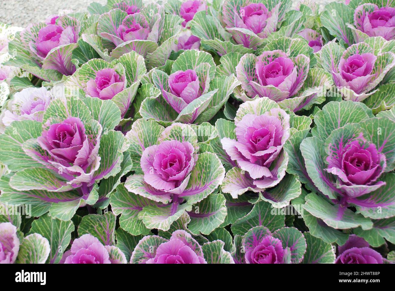 Ornamental cabbage in a botanical garden, flowers, and plants ...