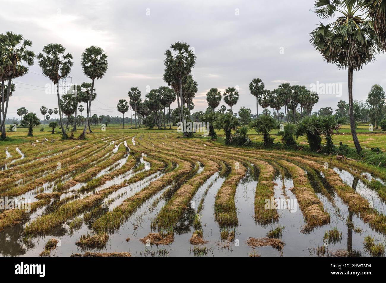 Rice filed hi-res stock photography and images - Alamy