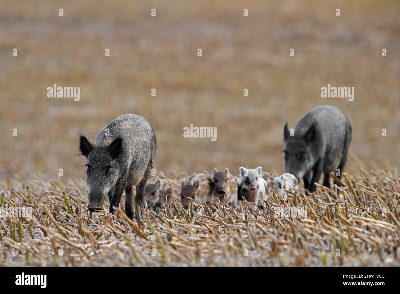 Wild boars (Sus scrofa) sounder of two sows with piglets crossing a ...