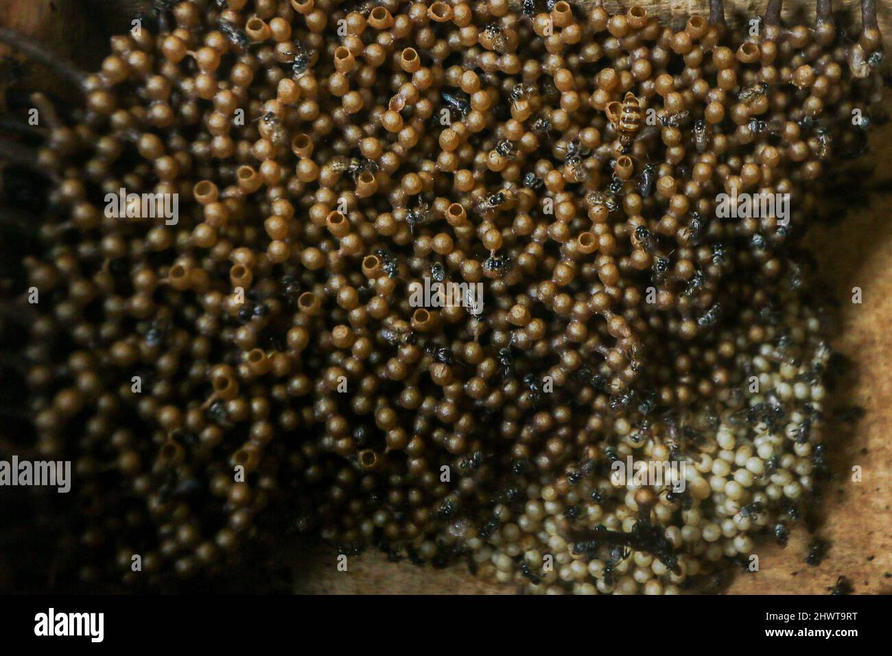 Beehives of Trigona (Meliponini) stingless bee are seen at a honey farm ...