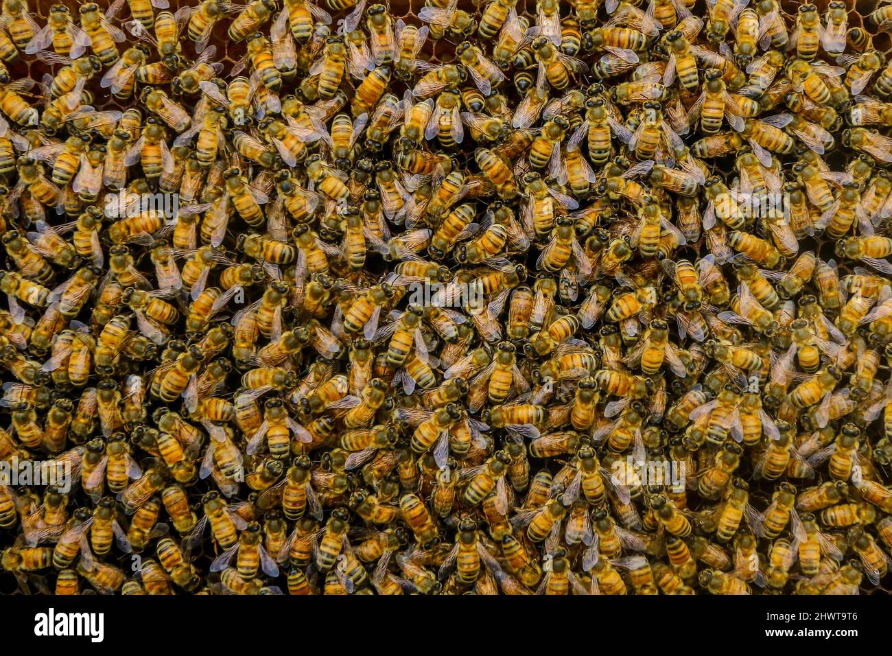 Beehives of European honey bees (Apis Mellifera) are seen at an honey ...