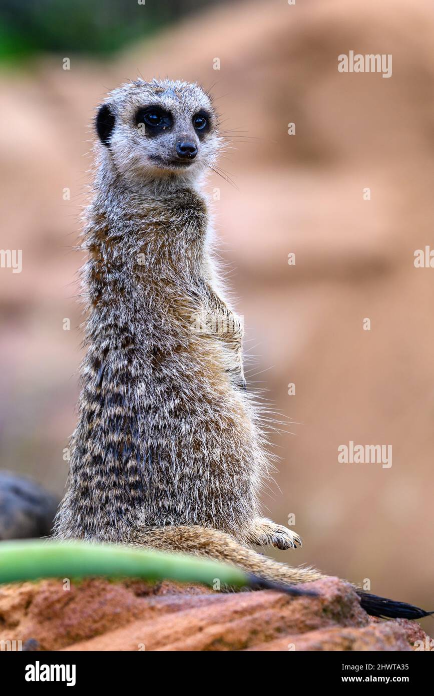 Meercat vertical hi-res stock photography and images - Alamy