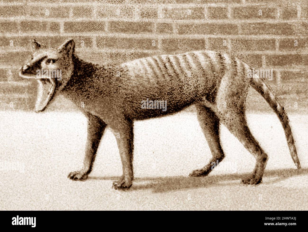 Tasmanian Tiger in a Zoo, Victorian period Stock Photo - Alamy