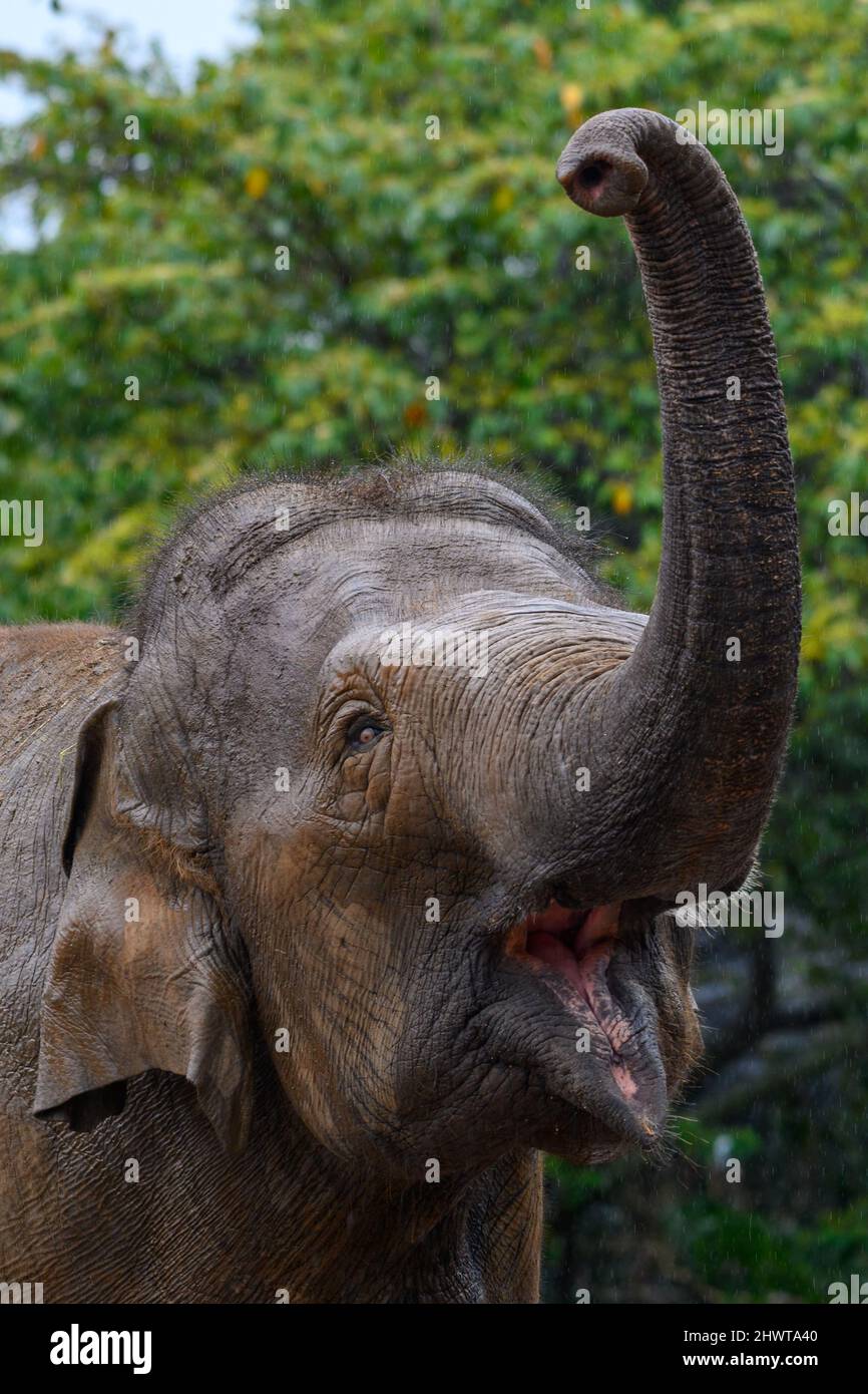 Elephant with outstretched trunk Stock Photo - Alamy