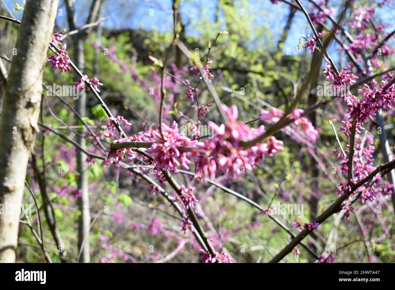 Celebrate Spring with tiny pink buds of the Eastern Redwood tree in ...