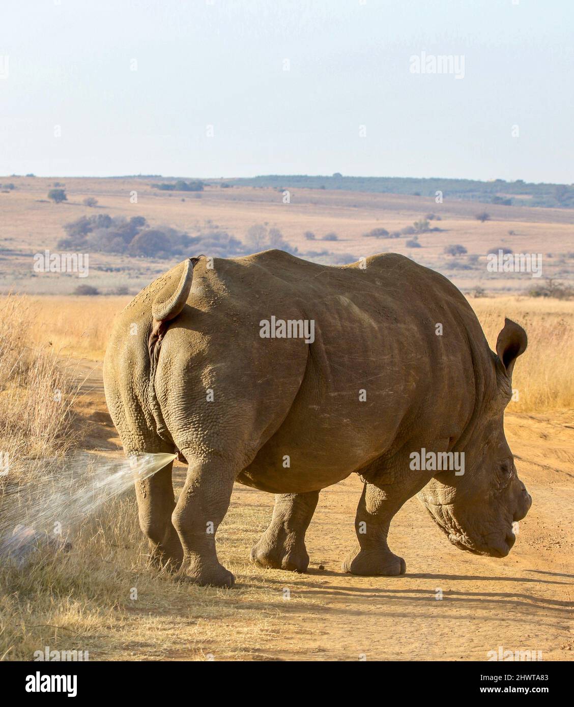 White rhino marking its territory, South Africa Stock Photo - Alamy