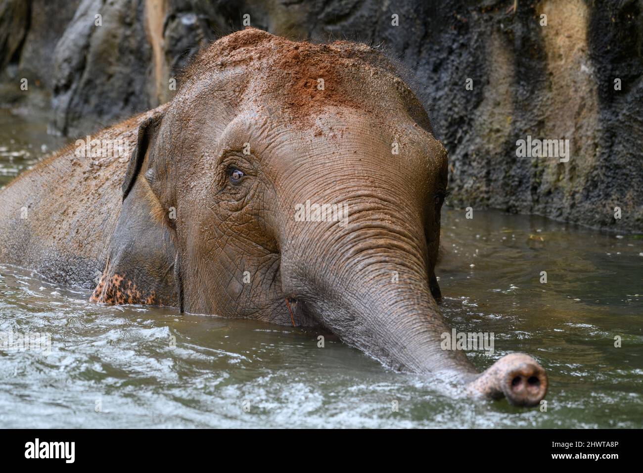 Elephant having fun in water Stock Photo - Alamy