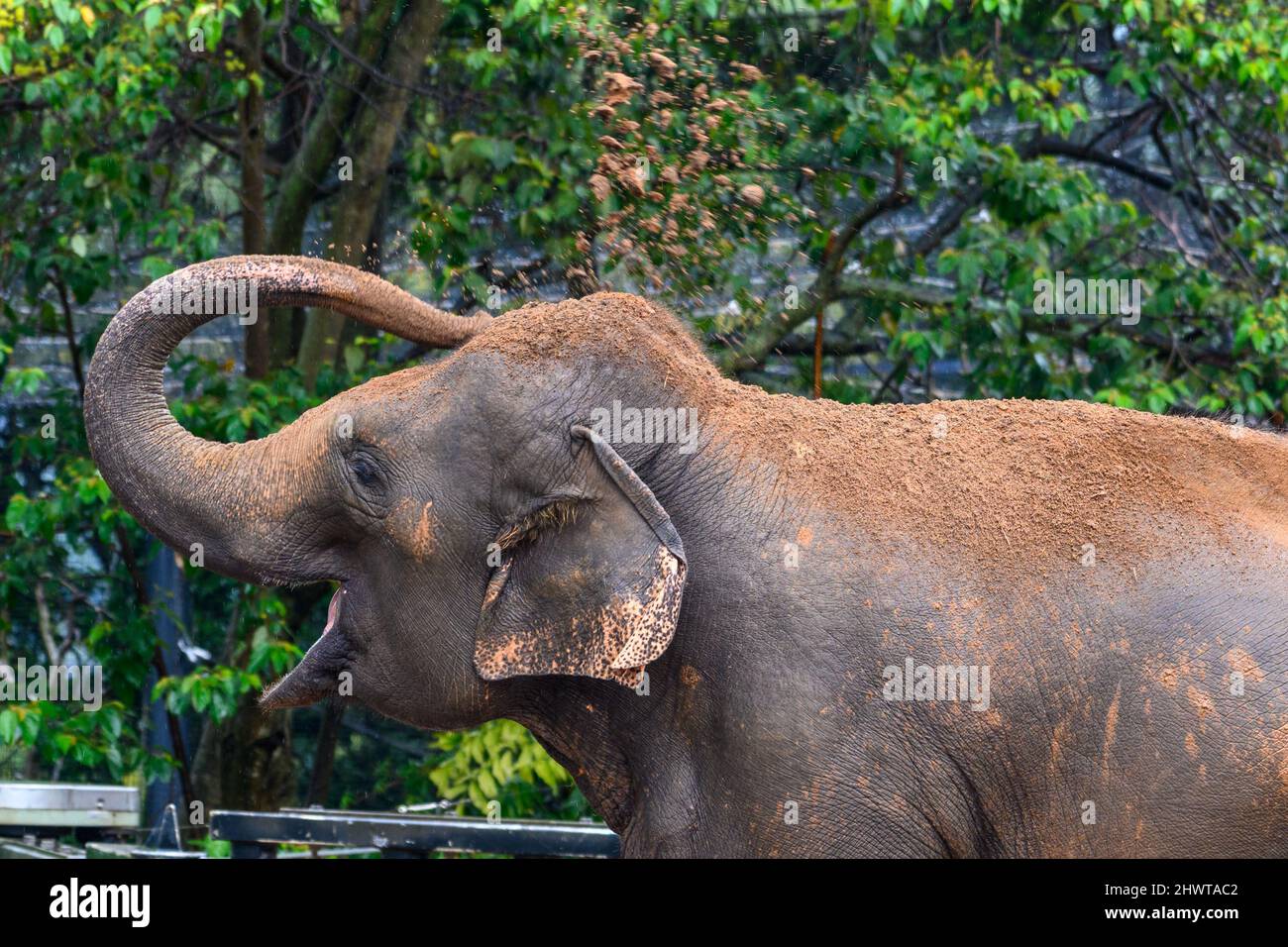 Elephant spraying dry dirt Stock Photo - Alamy
