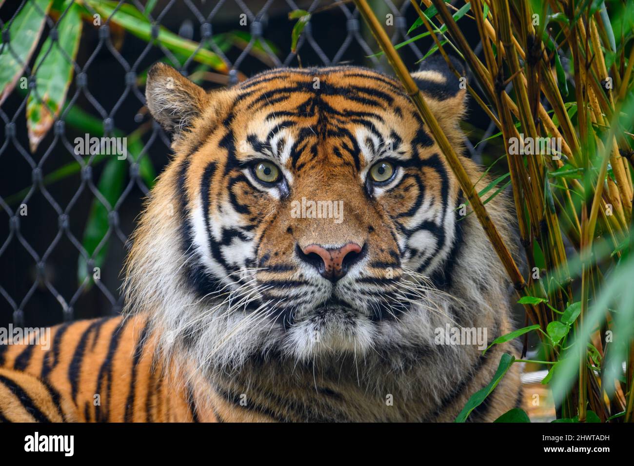 Portrait of a tiger Stock Photo - Alamy