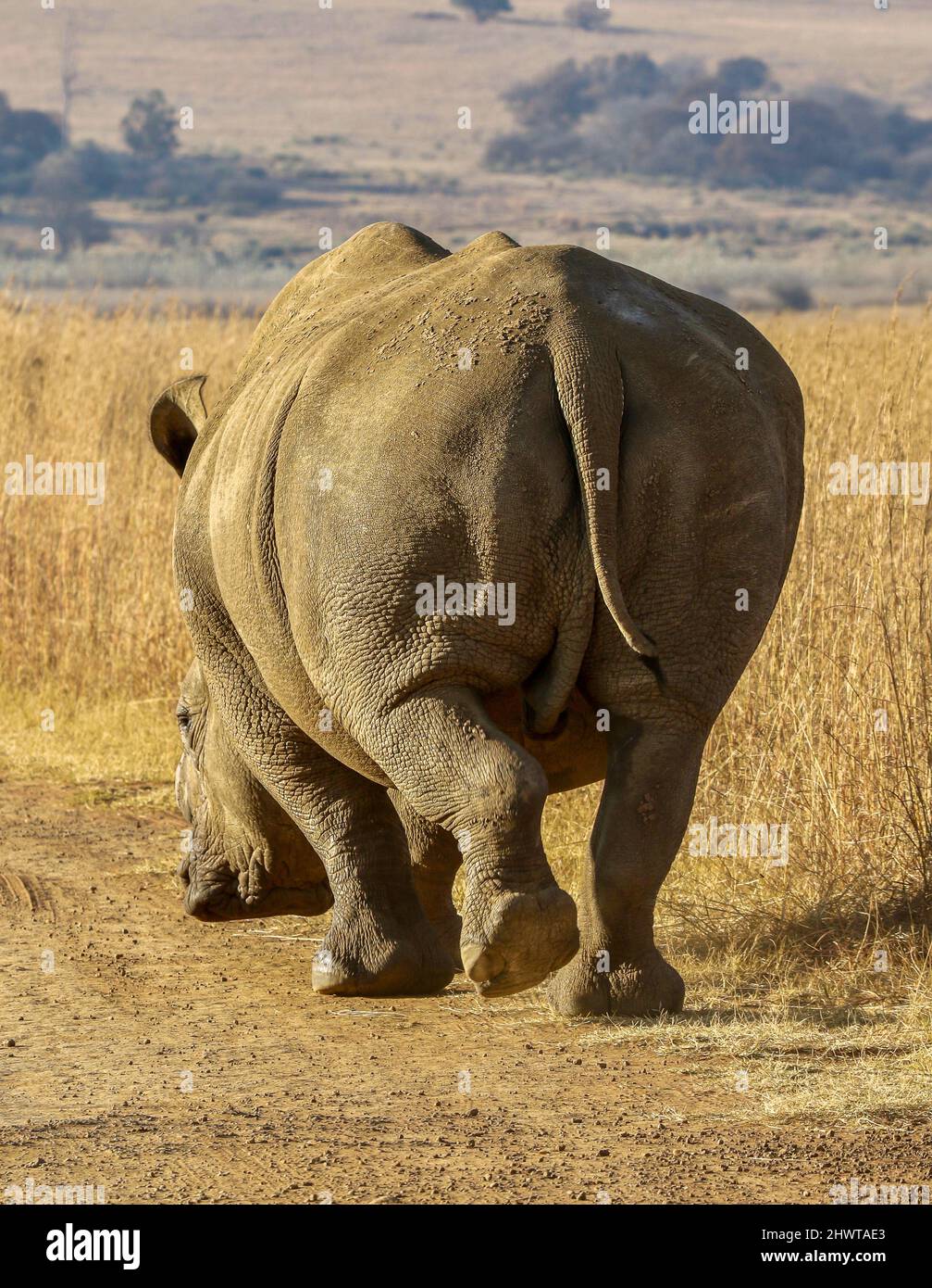 White Rhino rear view, Pilanesberg National Park Stock Photo - Alamy