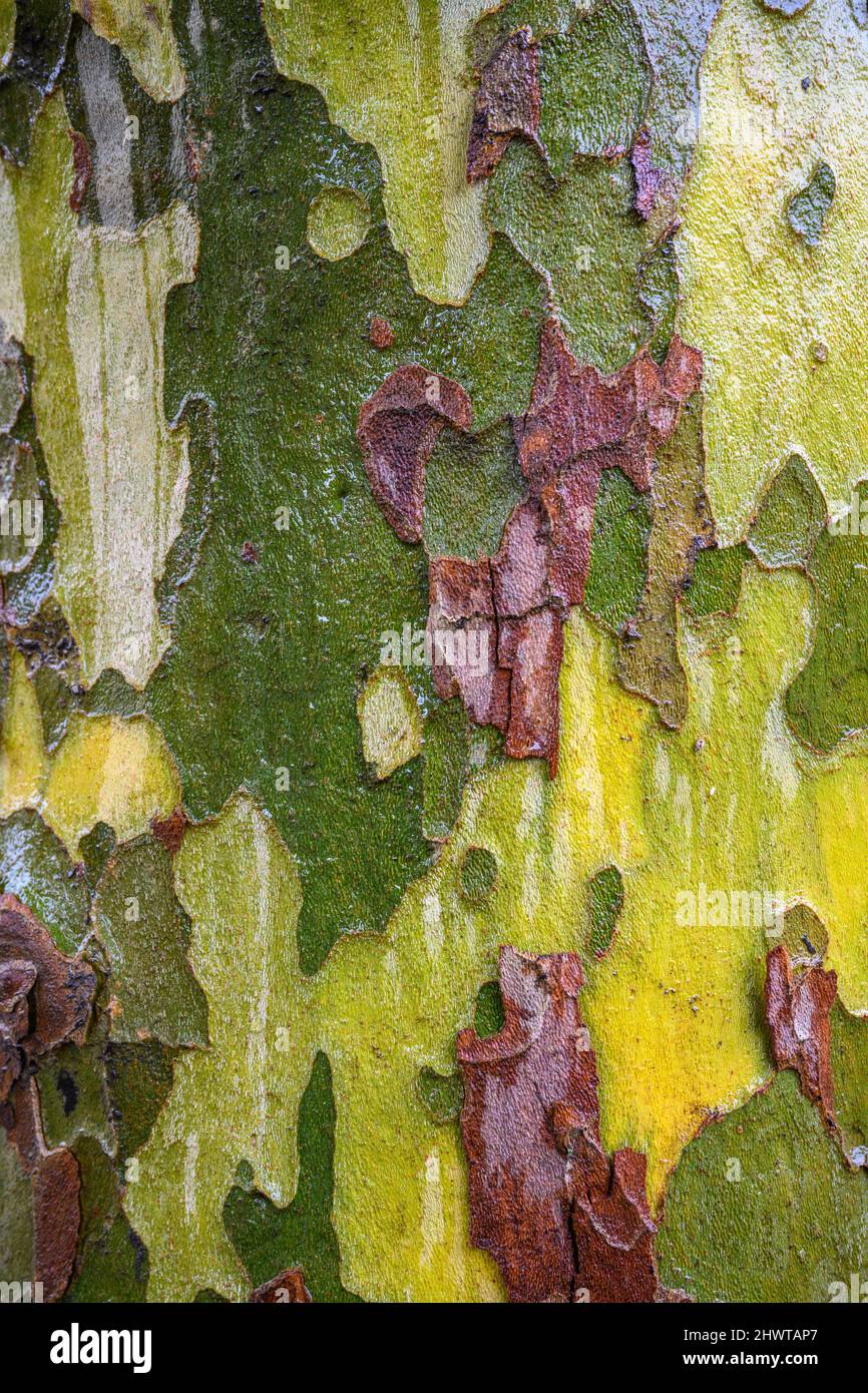 Plants with colourful bark hi-res stock photography and images - Alamy
