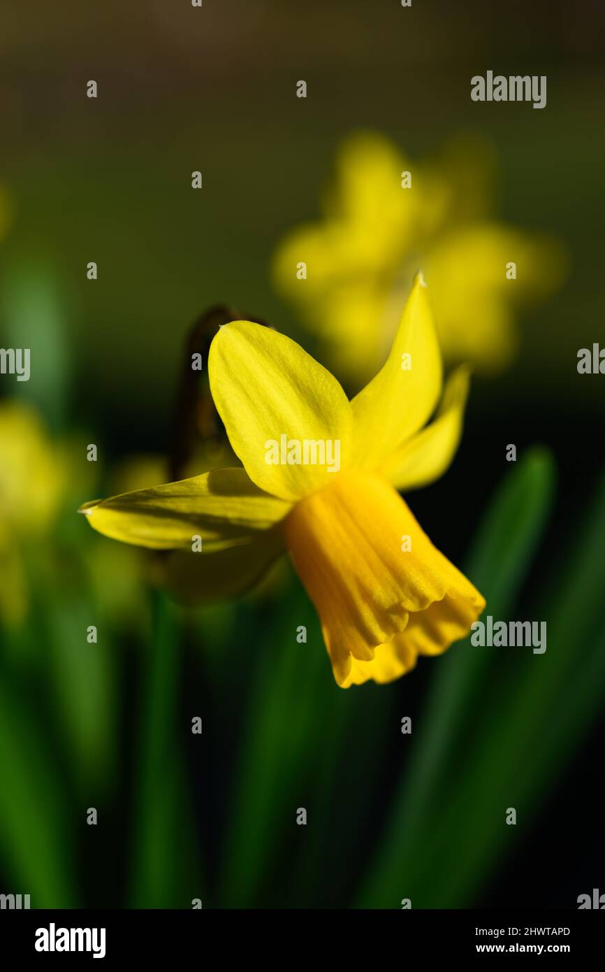 Single daffodil flower hi-res stock photography and images - Alamy