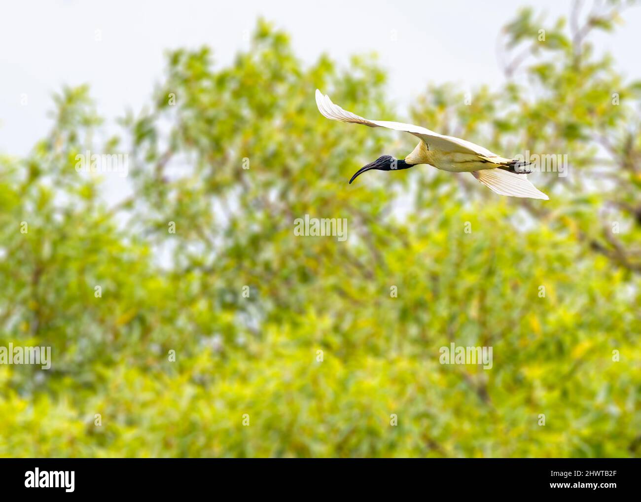 Northern bald headed ibis hi-res stock photography and images - Alamy