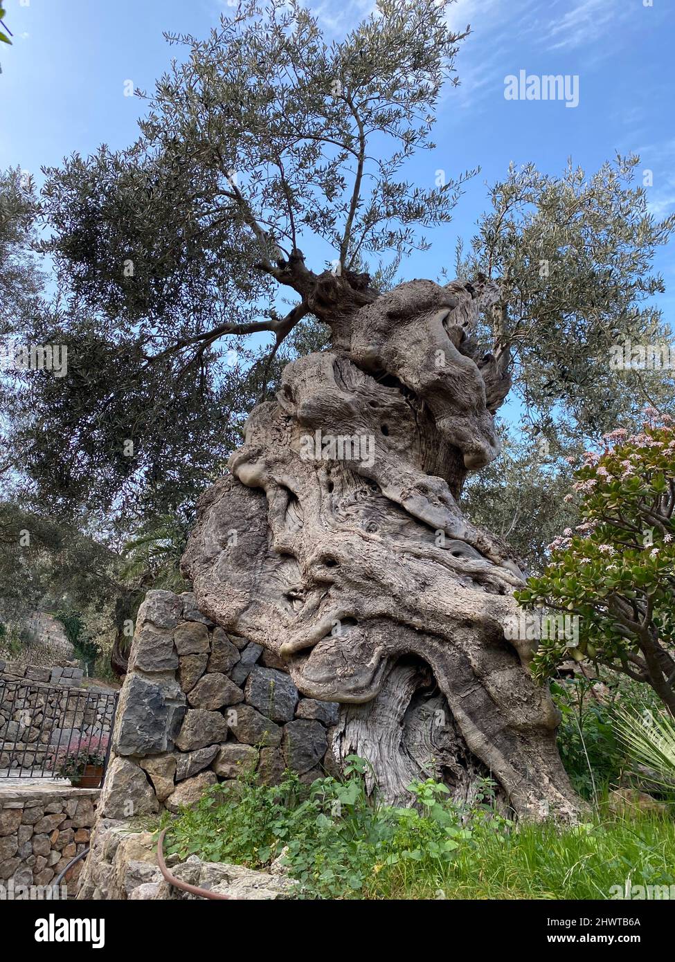 Olive tree in Mallorca Stock Photo - Alamy
