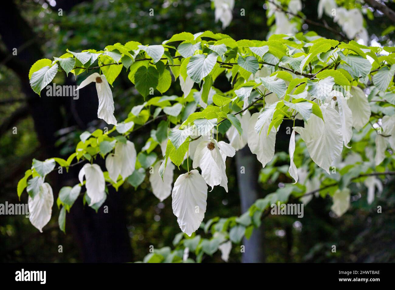 Davidia involucrata, handkerchief tree ,dove tree Stock Photo - Alamy