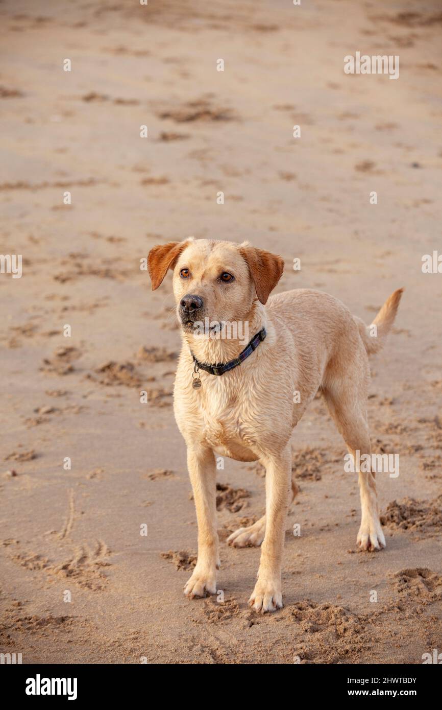 An alert looking young Labrador Retriever dog Stock Photo - Alamy