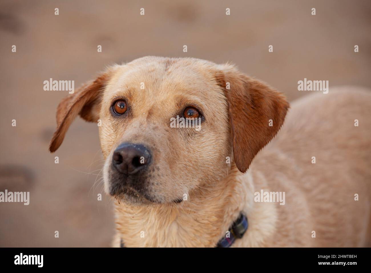 Healthy labrador dog hi-res stock photography and images - Alamy