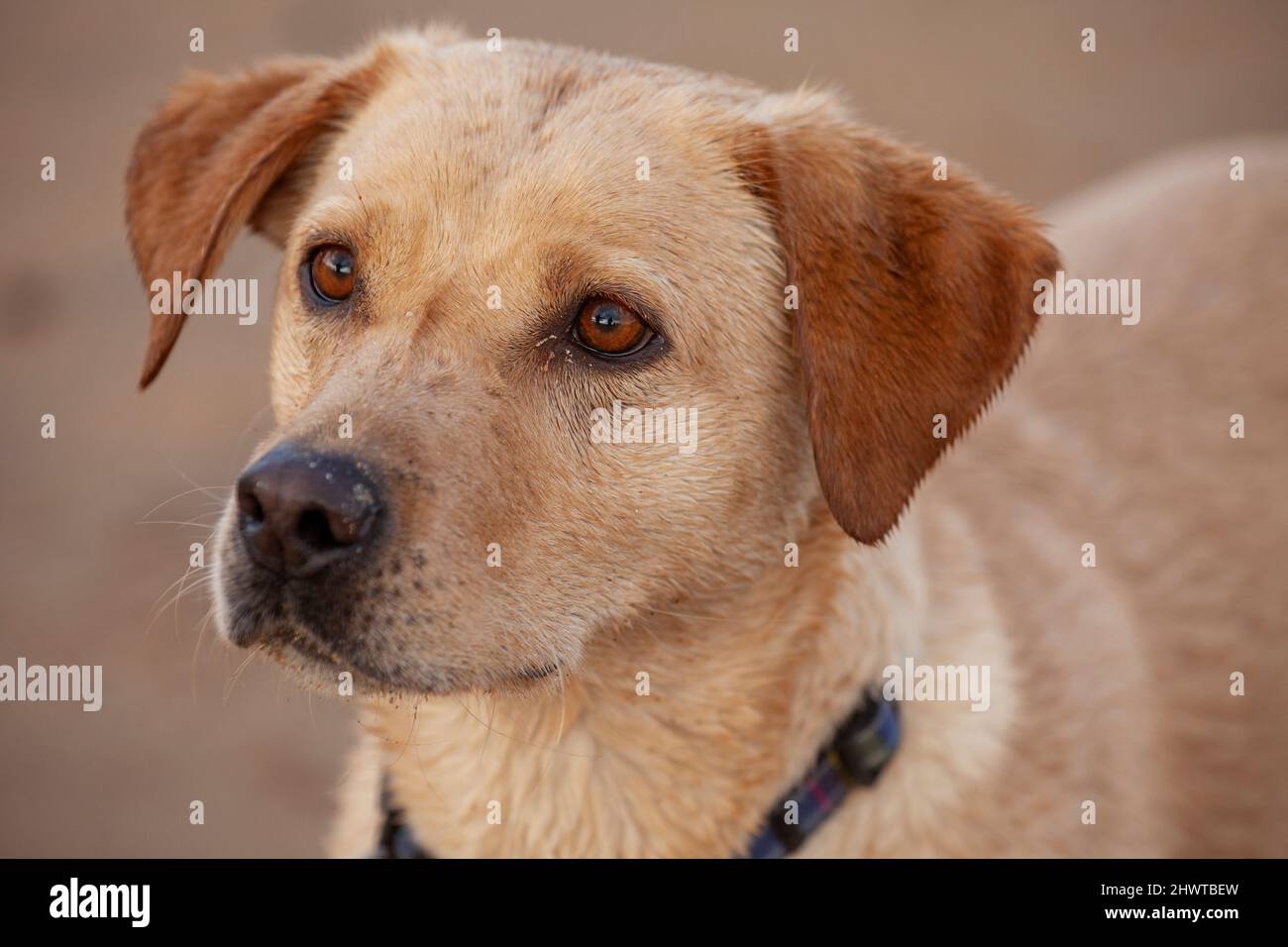 An alert looking young Labrador Retriever dog Stock Photo - Alamy